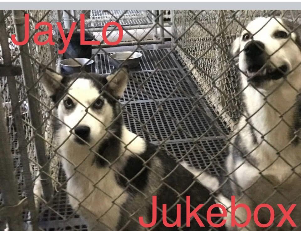 Dog for adoption - Jaylo & Jukebox, a Husky in Cairo, GA | Petfinder