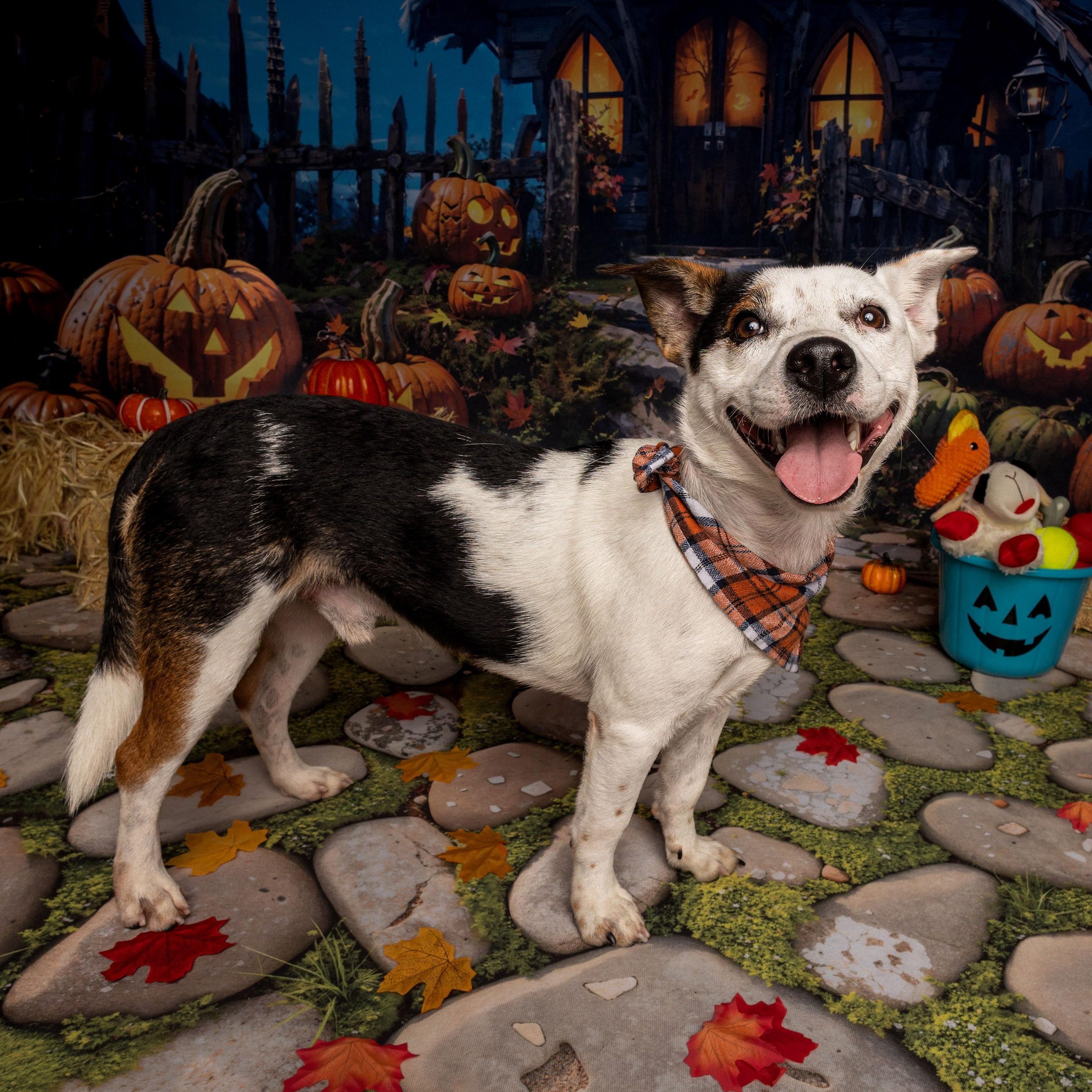 Dog for adoption - Doogie, an Australian Cattle Dog / Blue Heeler & Terrier Mix in Cranston , RI ...