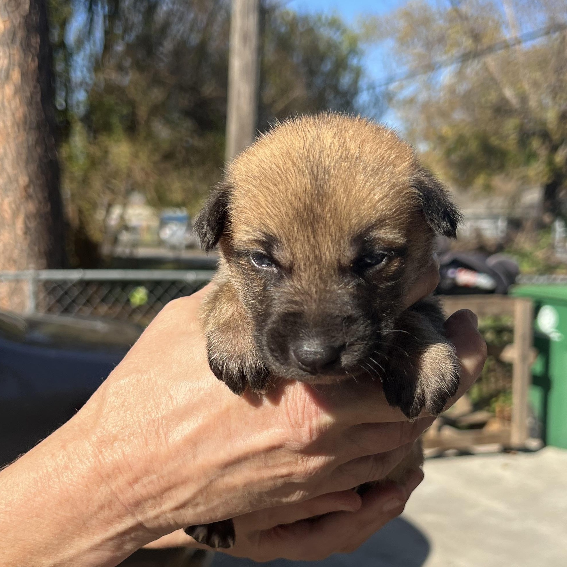 Dog for adoption - Maya, a German Shepherd Dog Mix in Chesapeake, VA ...
