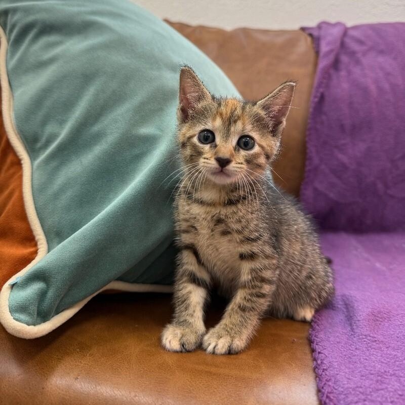 Cat for adoption - Faye Ross, a Domestic Long Hair Mix in Montreal, QC ...