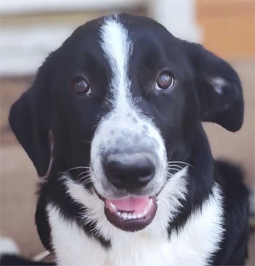 Dog for adoption - Dallas, a Border Collie & Labrador Retriever Mix in ...