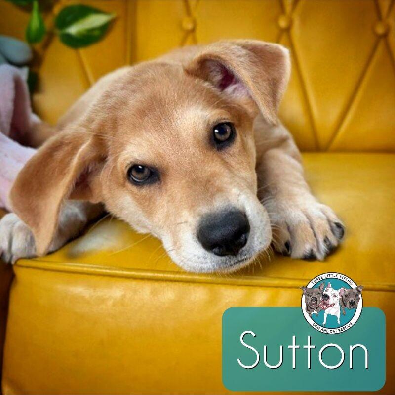 Dog for adoption - Sutton Campos, a Labrador Retriever & Pit Bull ...