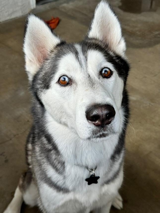 Dog for adoption - Sonic, a Husky in Corona, CA | Petfinder