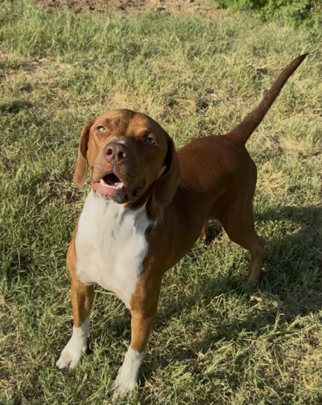 Dog for adoption - Tux, a Labrador Retriever & Beagle Mix in Bellevue, WA | Petfinder