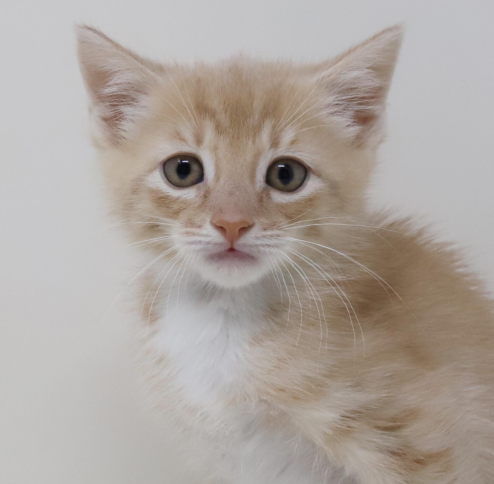 Cat for adoption - Mikey is a mini marvel! SOOOO cute! Runt! CANNOT BE ...