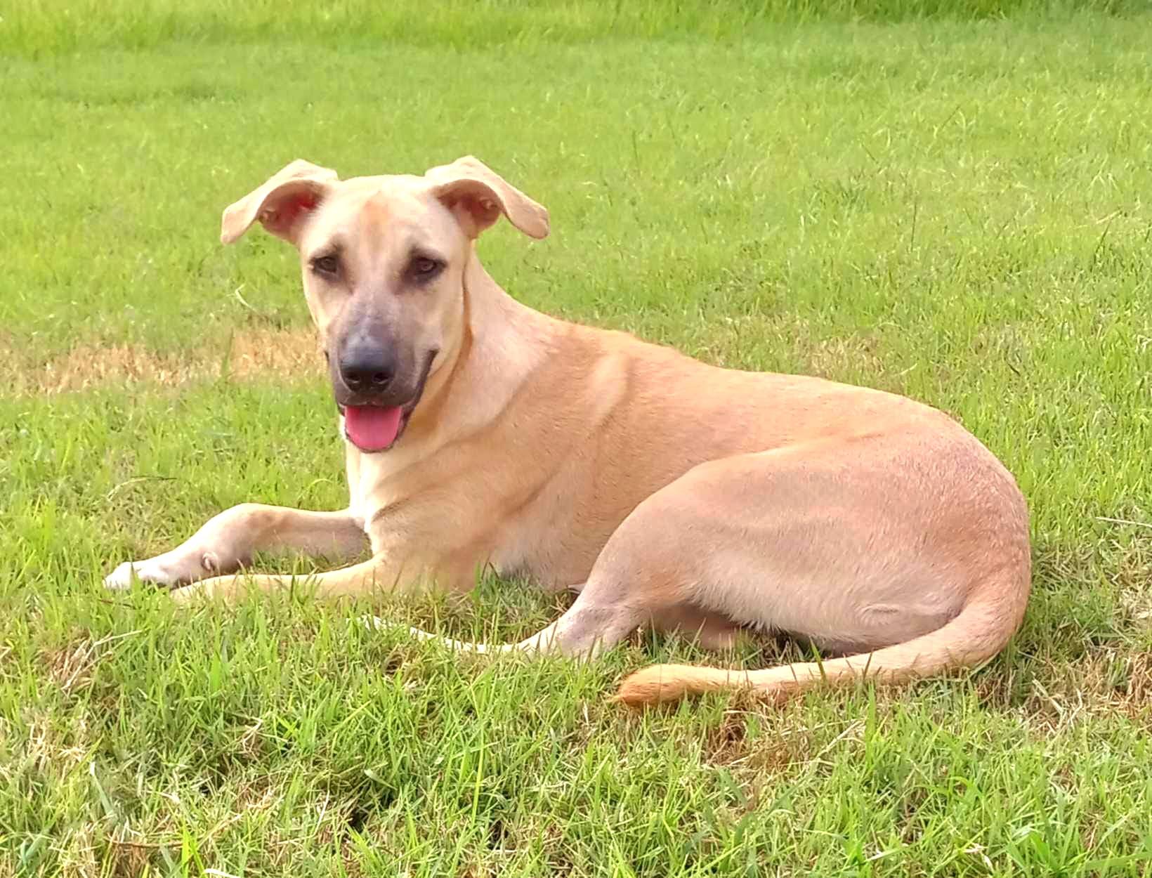 Dog for adoption - SANDY, a Labrador Retriever in New York, NY | Petfinder