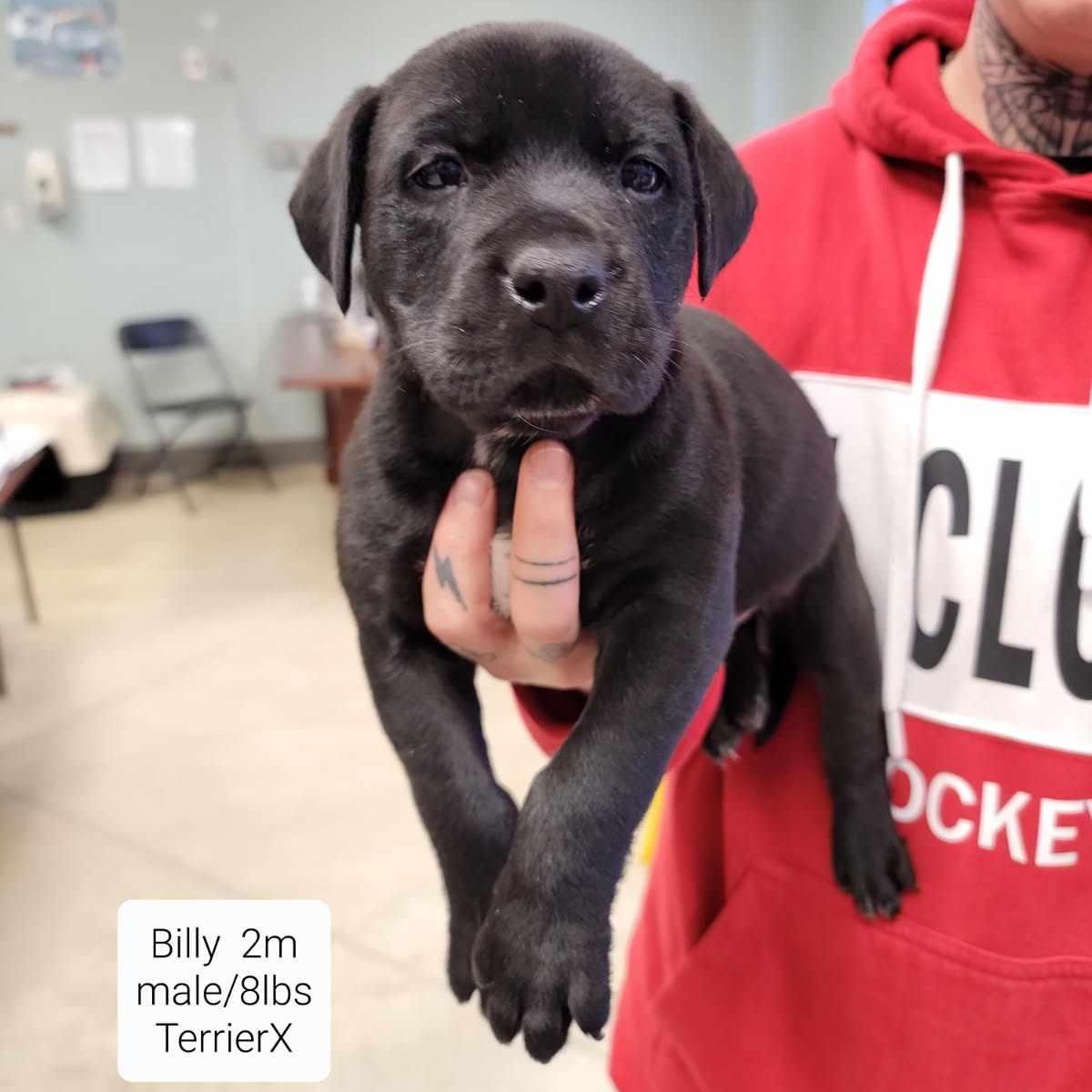 Dog for adoption - Billy, a Terrier & Labrador Retriever Mix in ...