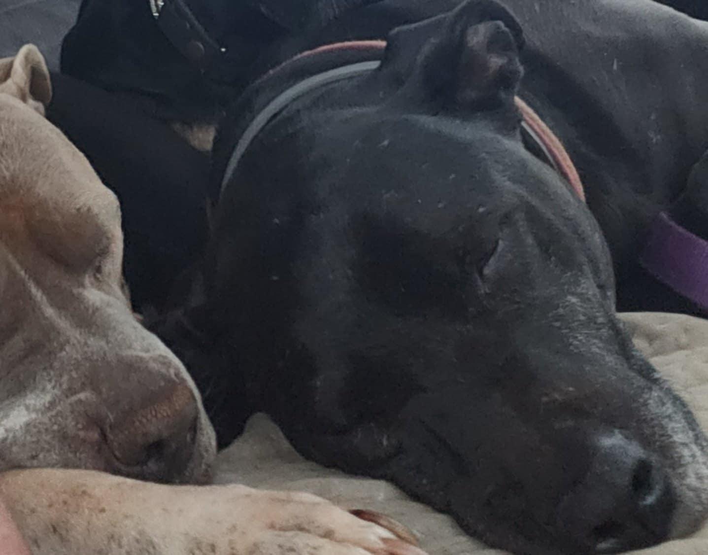 Dog for adoption - Blackberry/Berry, an American Bully & Labrador ...