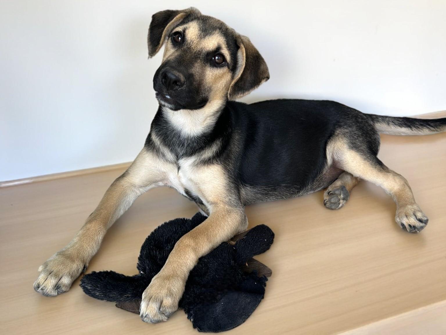 Dog for adoption - Alice, a Mixed Breed in Victoria, BC | Petfinder