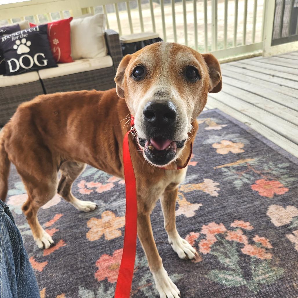 Dog for adoption - Mazie KB, a Shepherd & Labrador Retriever Mix in ...