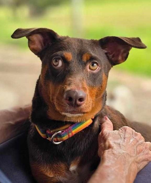 Dog for adoption - Buddy the Elf, a Miniature Pinscher & Doberman ...