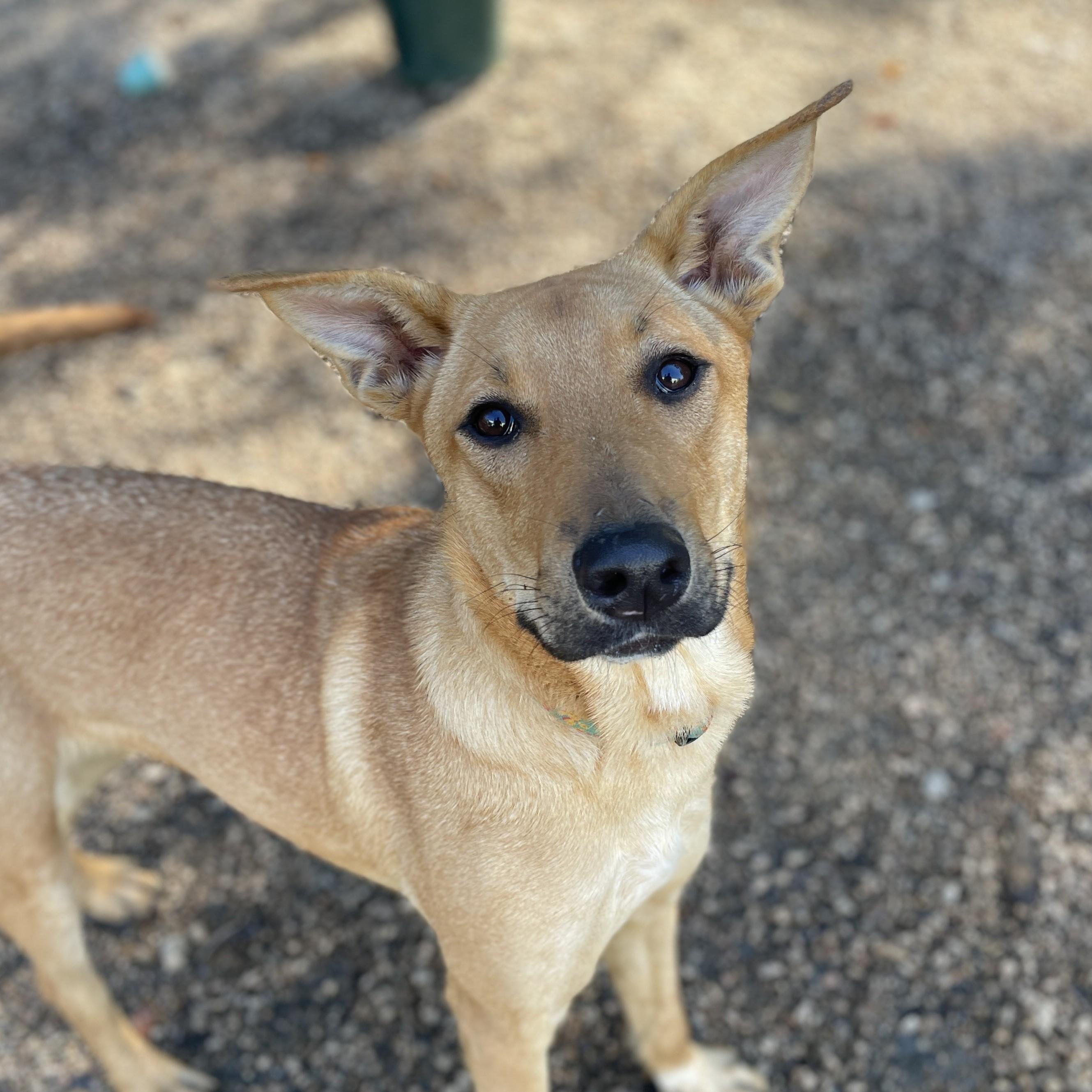 Dog for adoption - Tyra, a Labrador Retriever Mix in Pound, VA | Petfinder