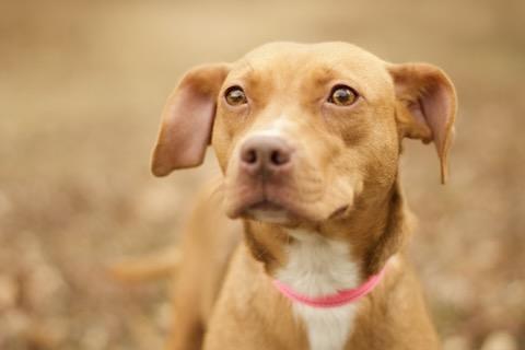 Dog for adoption - Noelle, a Vizsla & Beagle Mix in Cincinnati, OH ...
