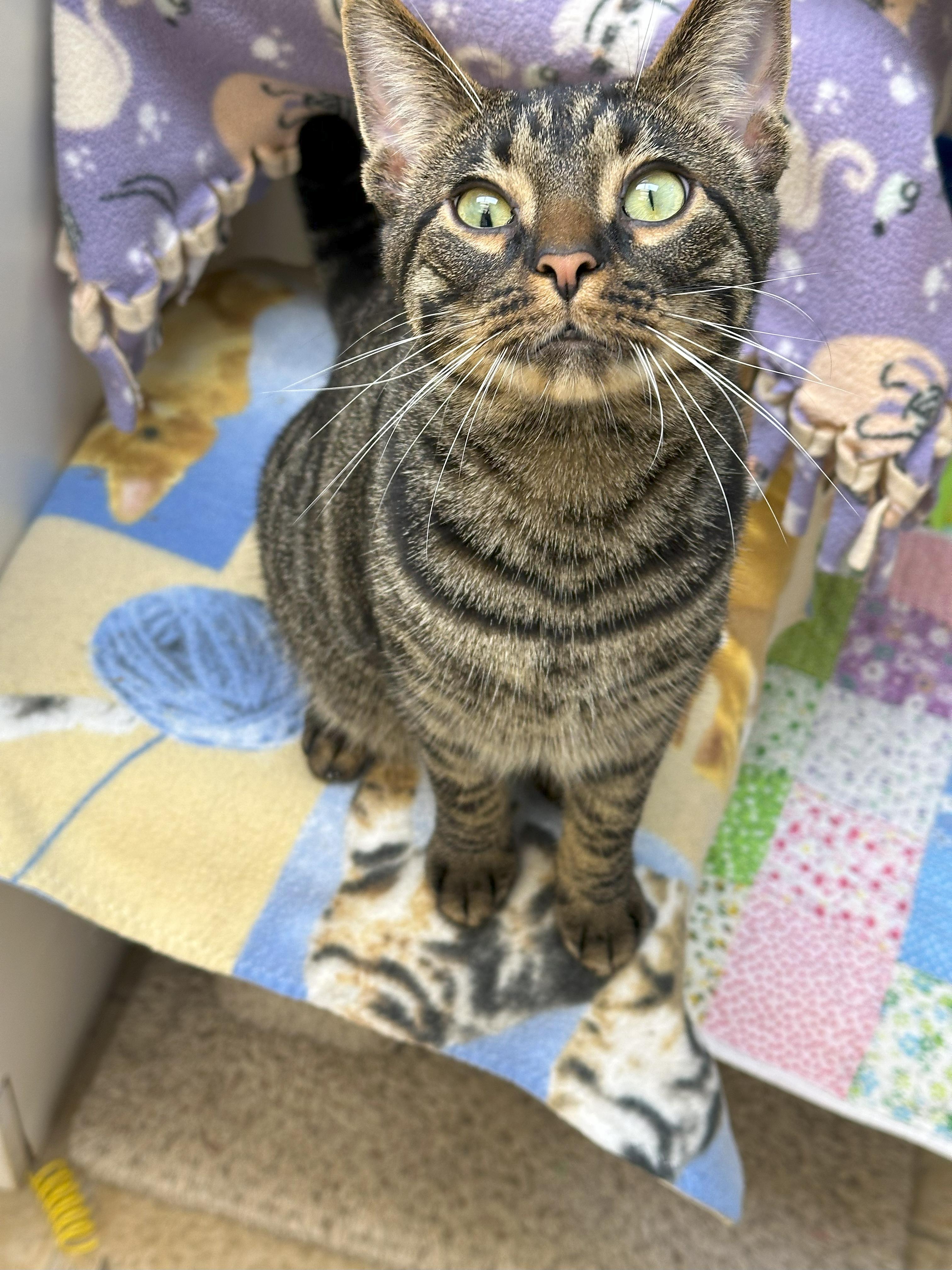 Cat for adoption - Butch, a Domestic Short Hair in Crystal Lake, IL ...