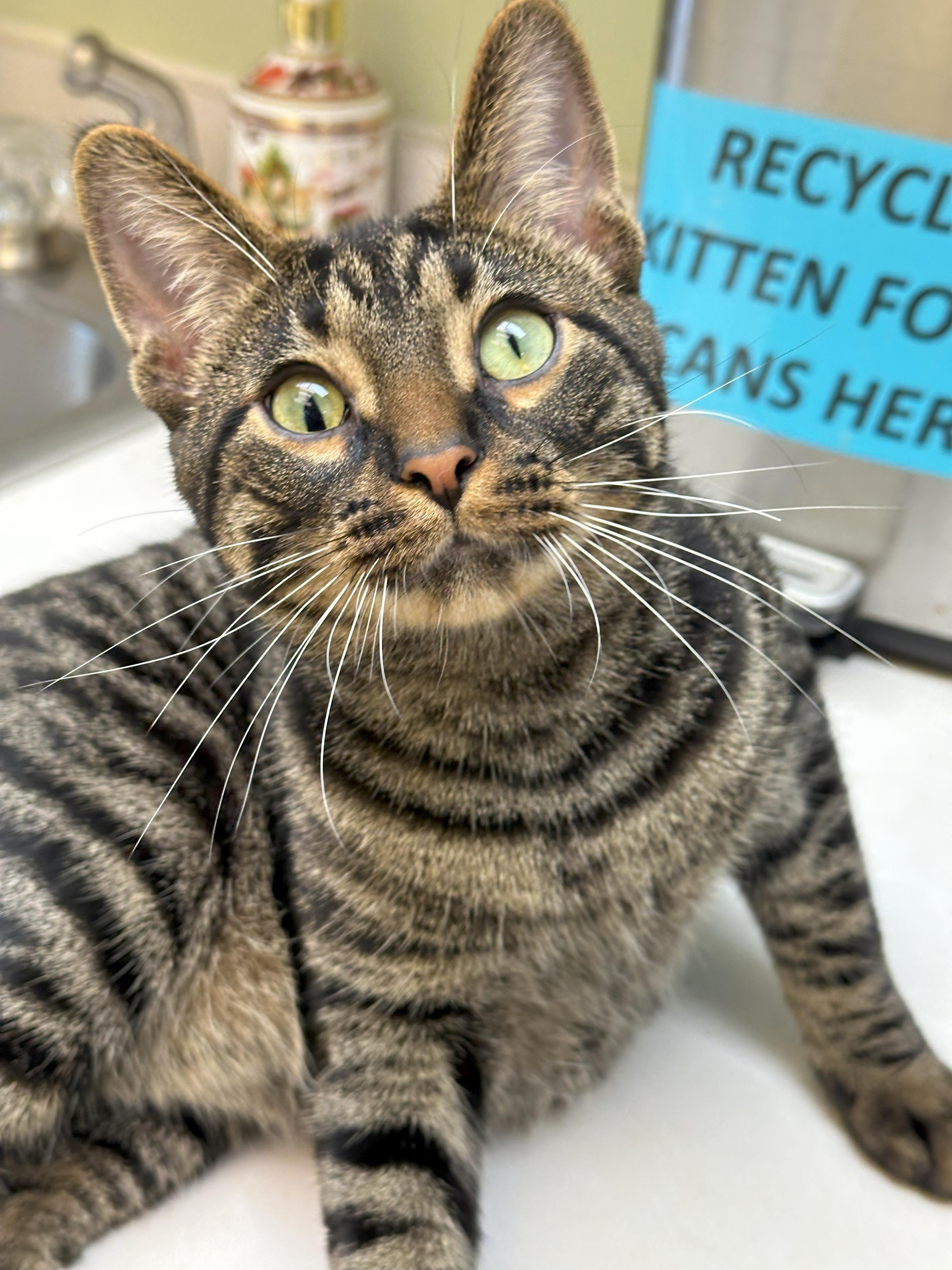 Cat for adoption - Butch, a Domestic Short Hair in Crystal Lake, IL ...