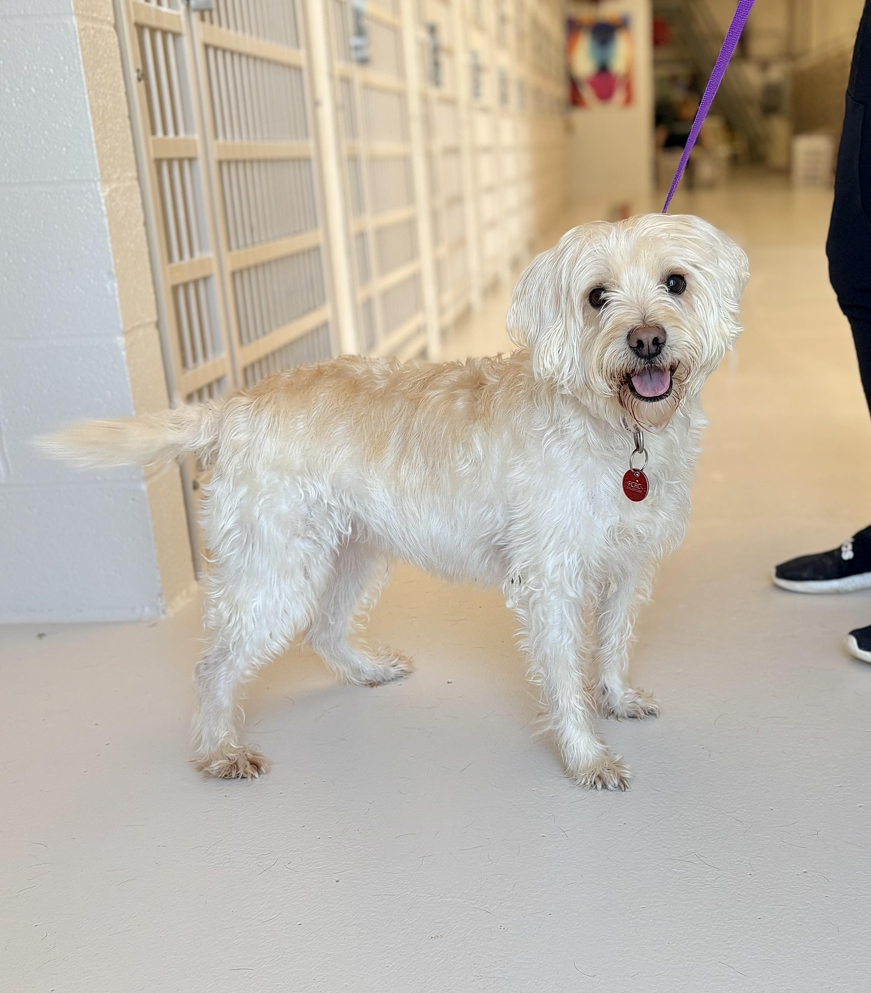 Bama Girl - Adoptable Pet | Petfinder | Petfinder