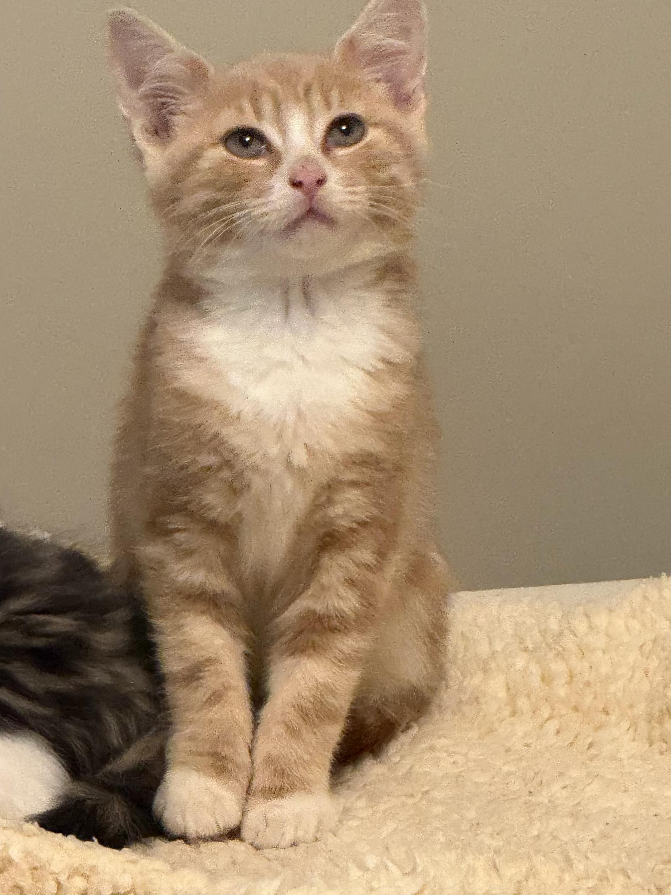 Cat for adoption - Asher, a Domestic Long Hair in Wantage, NJ | Petfinder