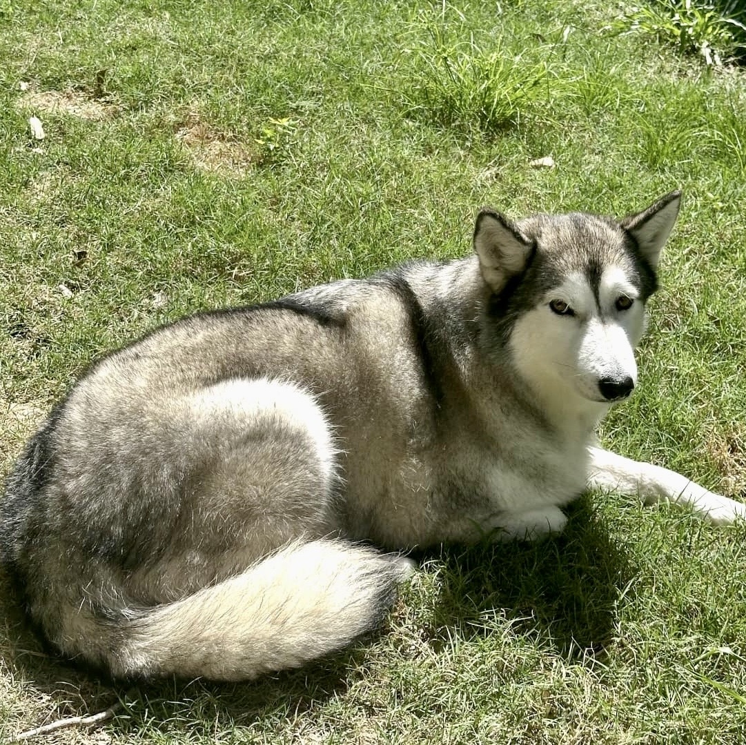 Dog for adoption - Arabella, a Husky in Cedar City, UT | Petfinder