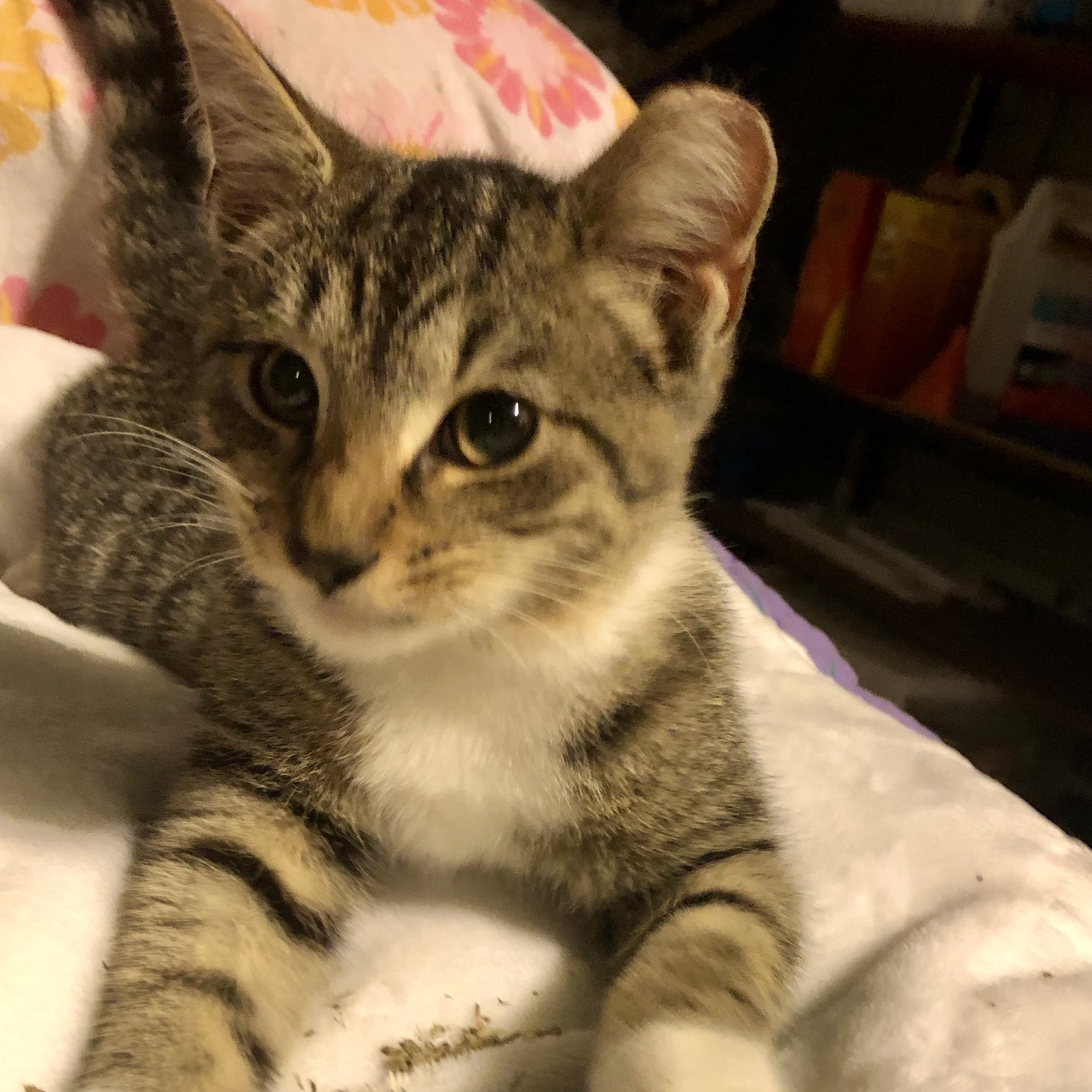 Available Cats and Kittens – Purring Hearts VA