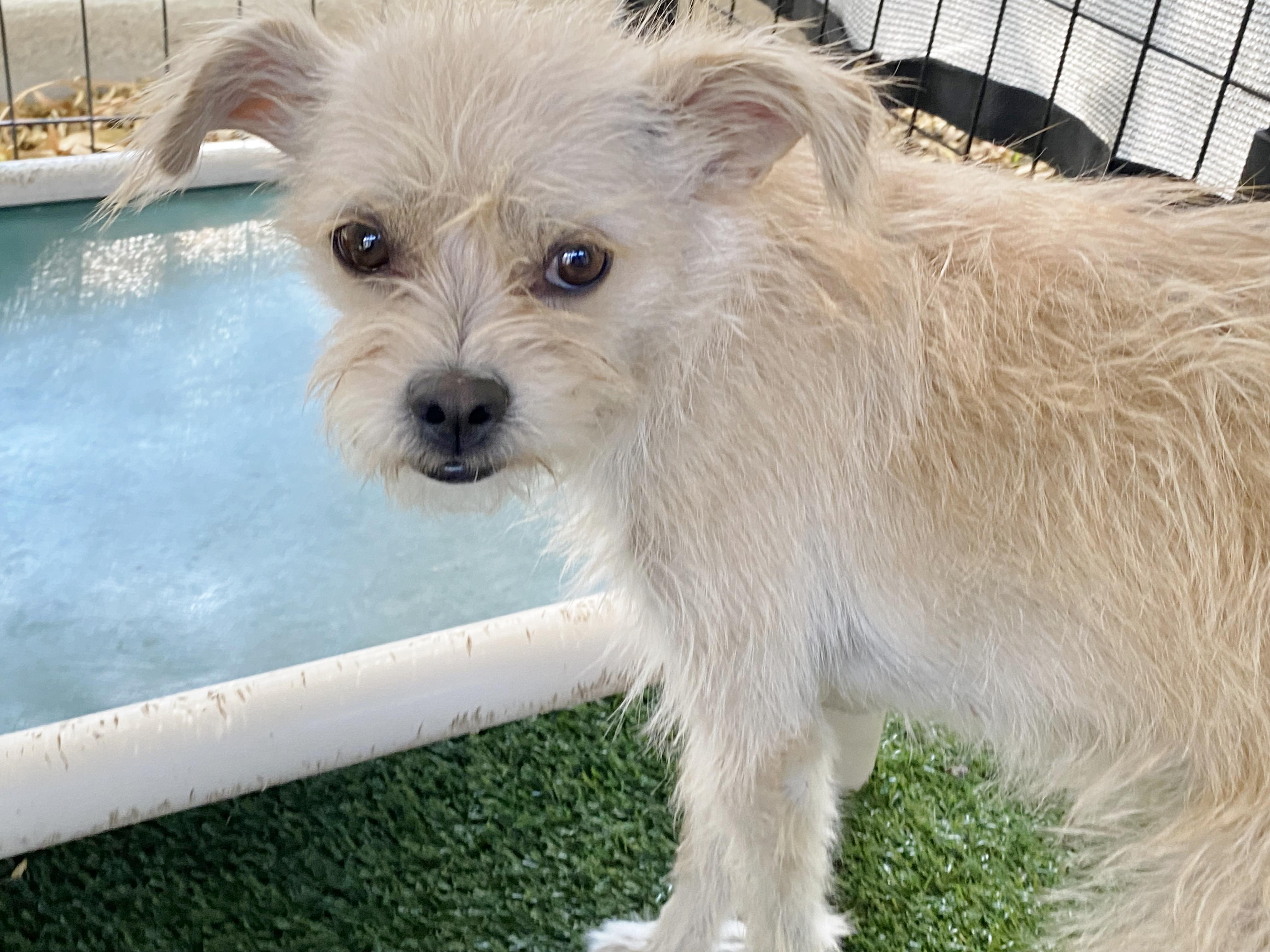 Dog for adoption - Molly, a Terrier in El Paso, TX | Petfinder