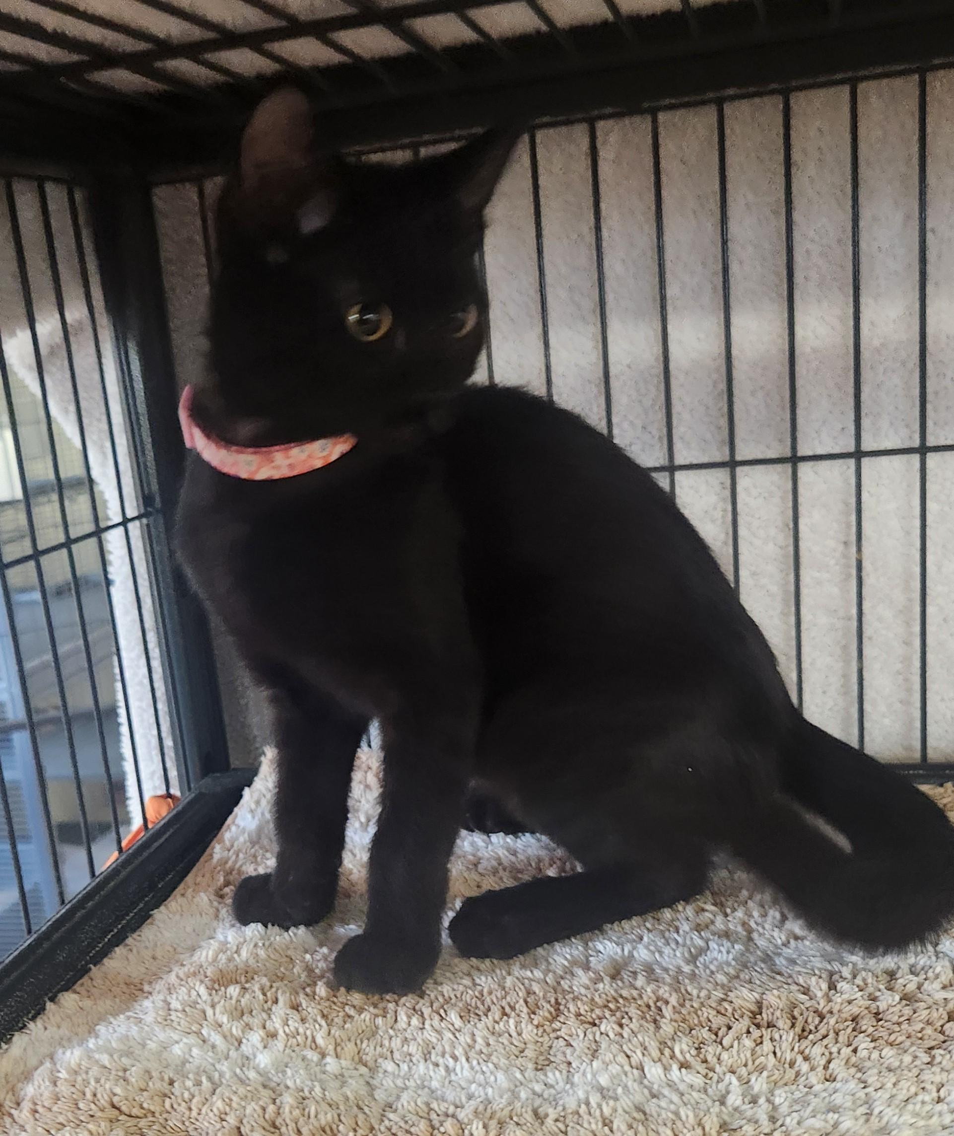 Cat for adoption - DoJo, a Domestic Short Hair in Yarnell, AZ | Petfinder