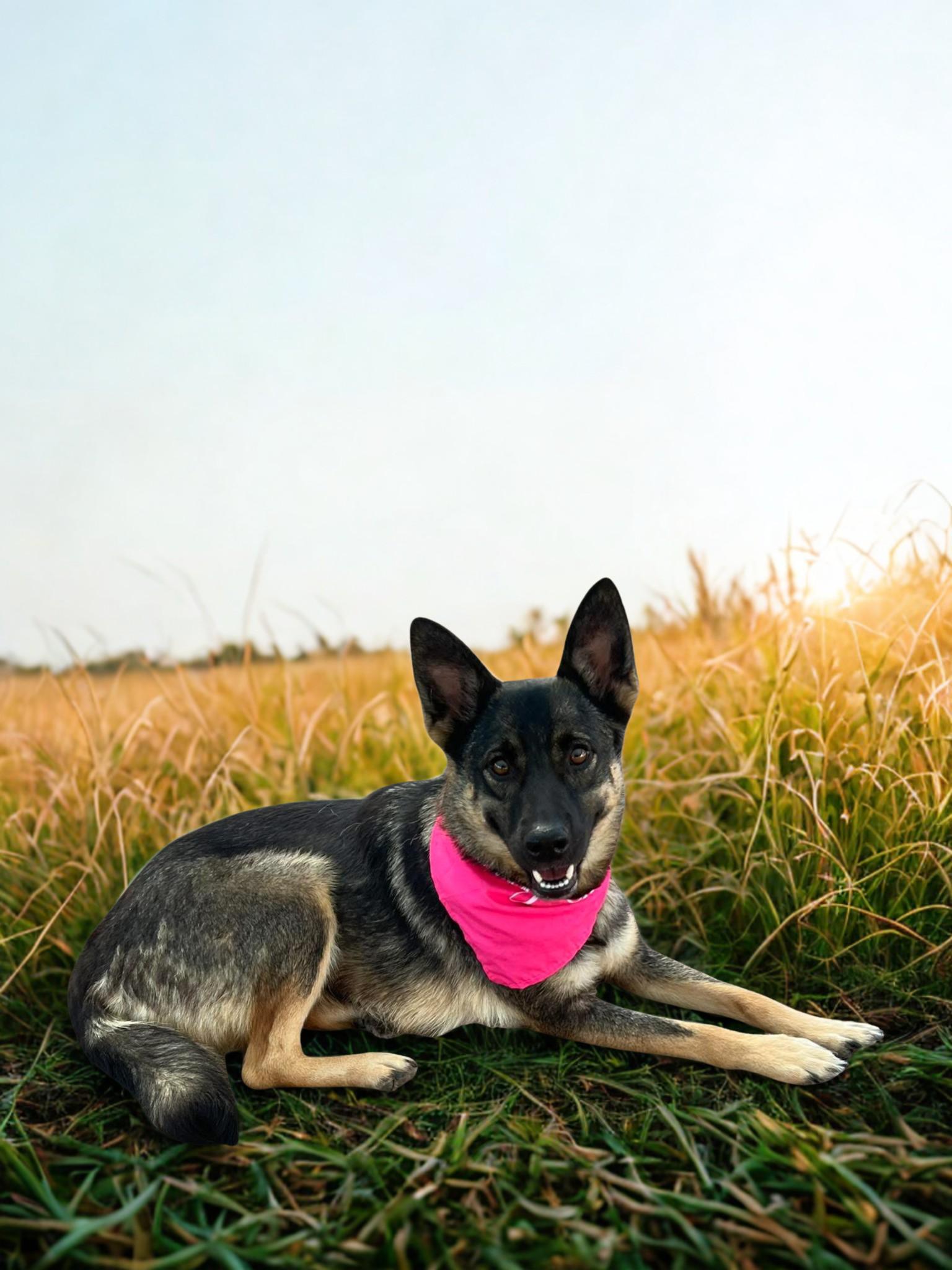 Dog for adoption - DIAMOND GS, a German Shepherd Dog in St Joseph, MI ...