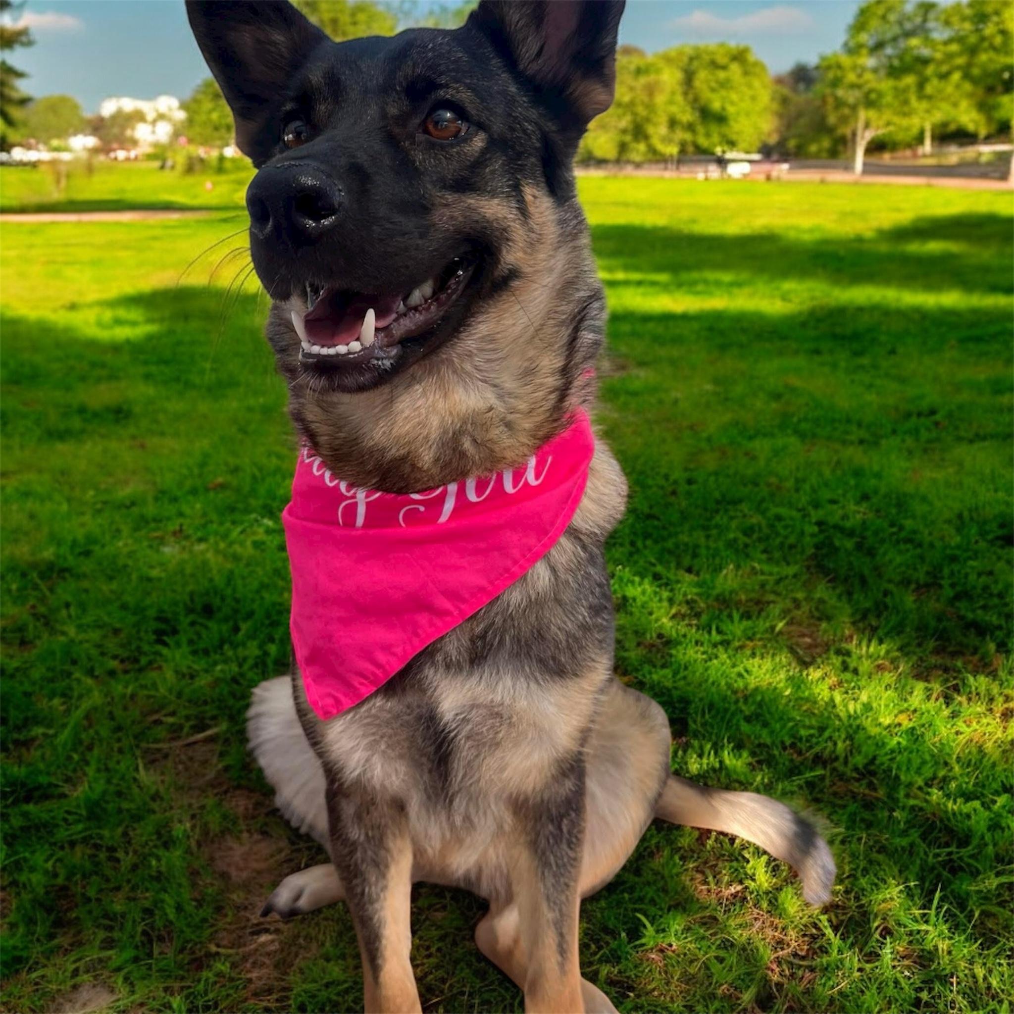 Dog for adoption - DIAMOND GS, a German Shepherd Dog in St Joseph, MI ...