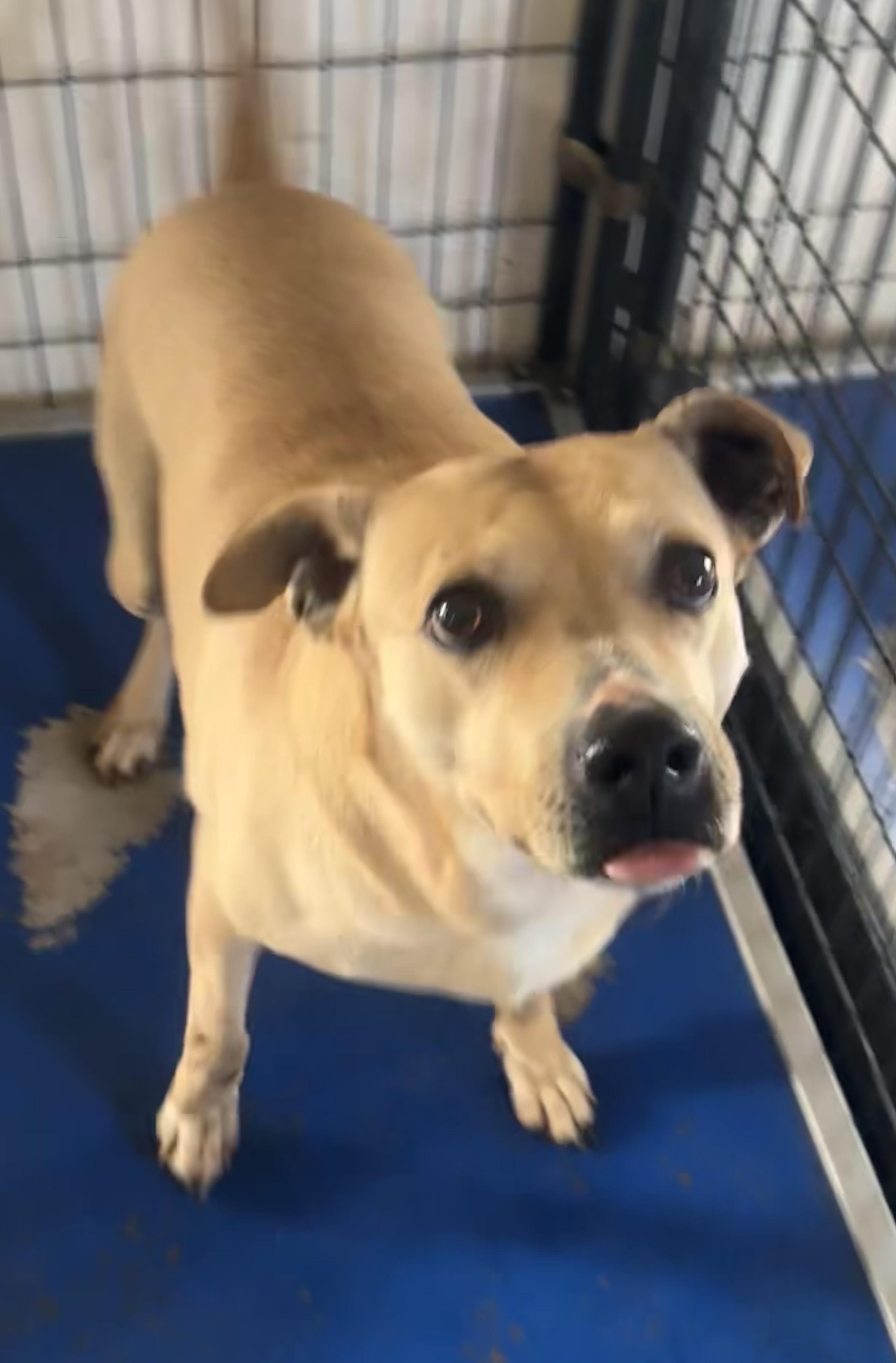 Dog for adoption - Mocha, an American Staffordshire Terrier Mix in ...