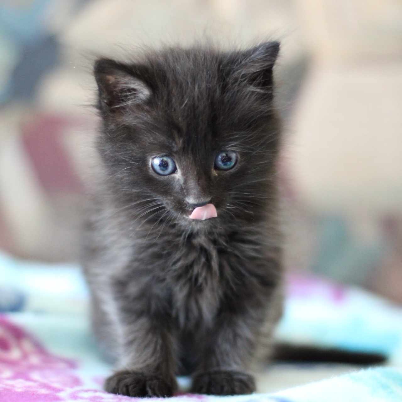 Cat for adoption - Finch, a Domestic Long Hair in Nashville , TN ...