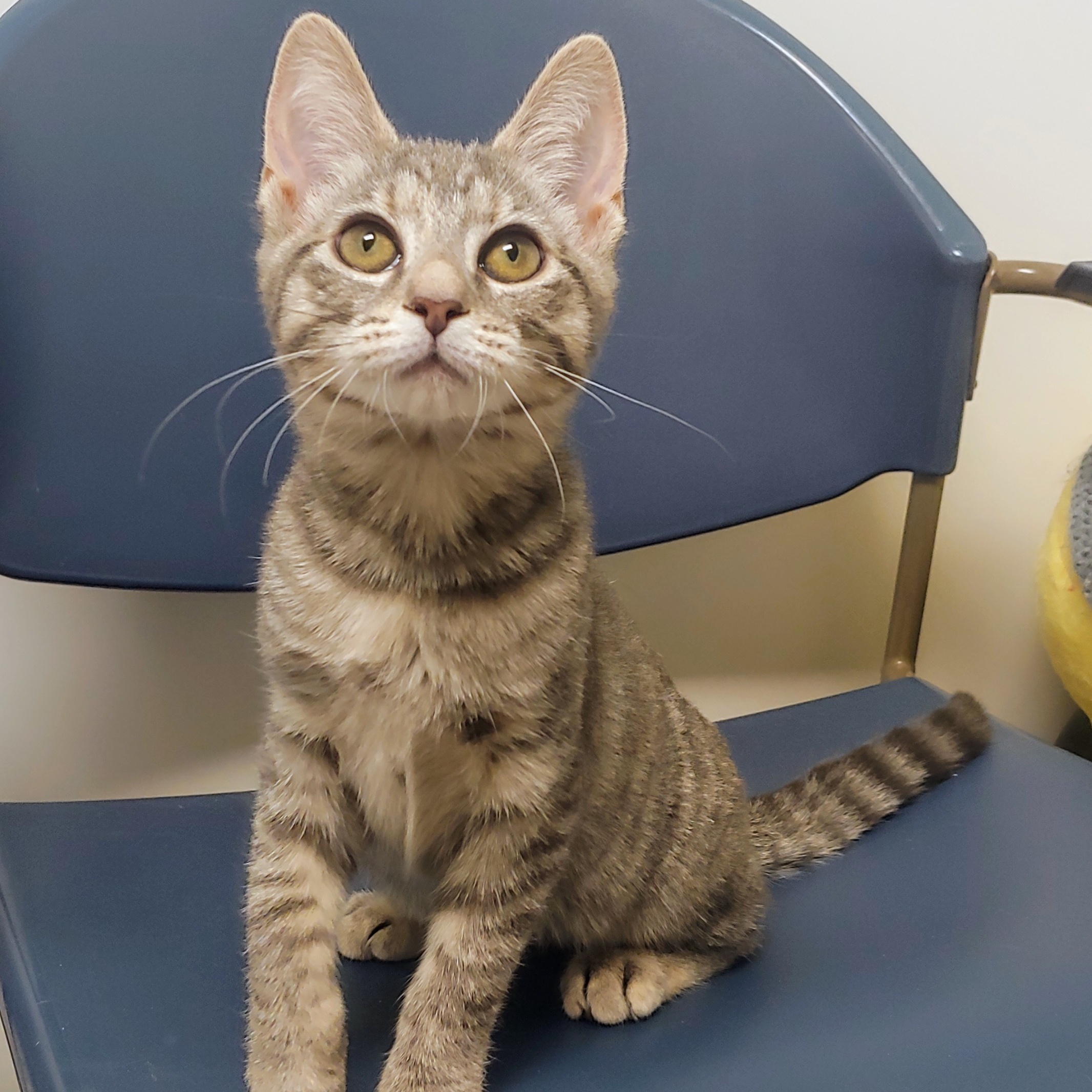 Cat for adoption - Banshee, a Domestic Short Hair in Belmont, NY ...
