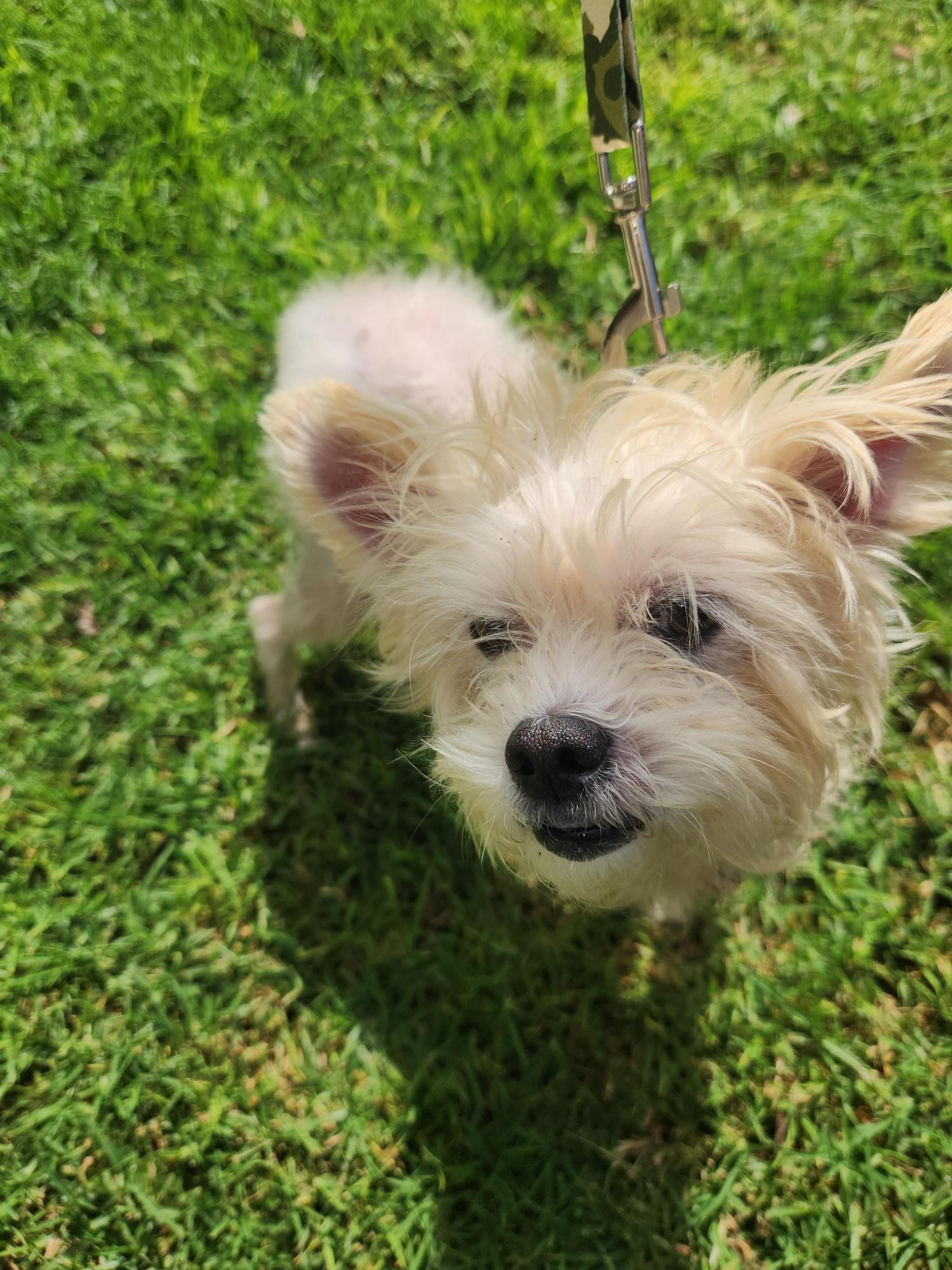 Dog for adoption - Peewee, a West Highland White Terrier / Westie in Studio City, CA | Petfinder