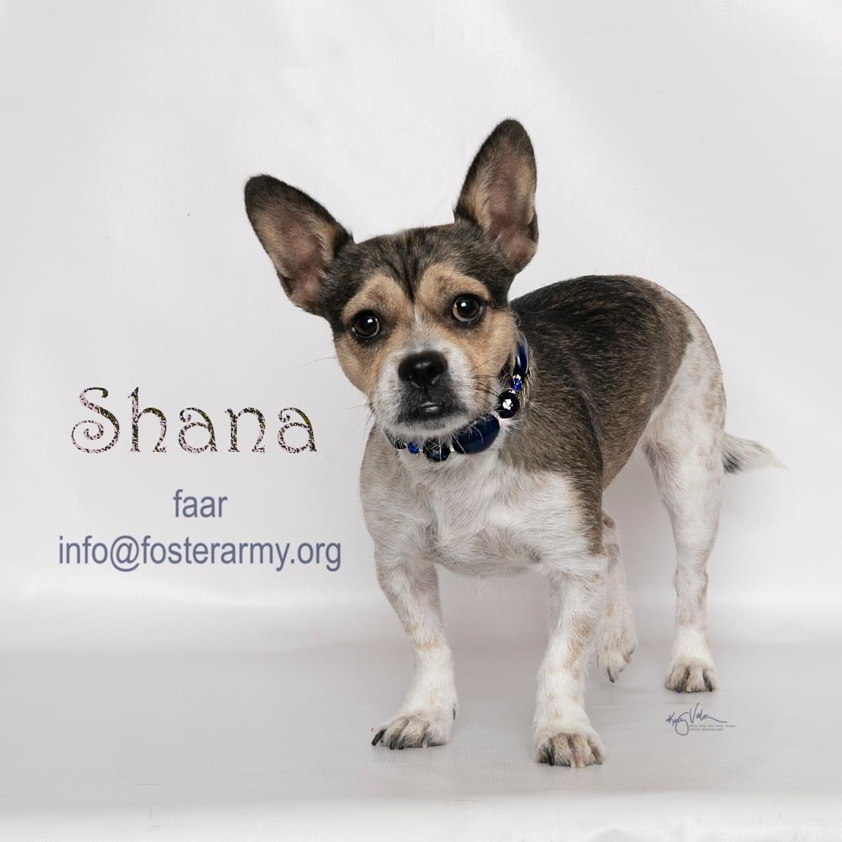 Dog for adoption - Shana, a French Bulldog & Terrier Mix in Riverside ...