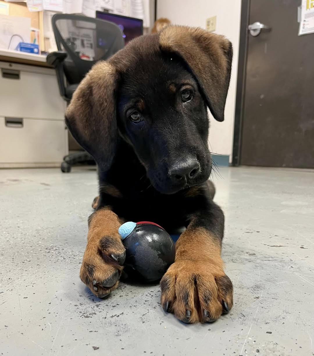 Dog for adoption - Stewie, a Labrador Retriever Mix in Sacramento, CA ...