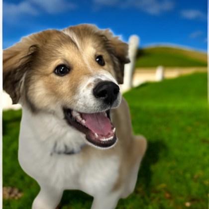 Dog for adoption - Prince Charming, a Rough Collie Mix in Tinley Park ...