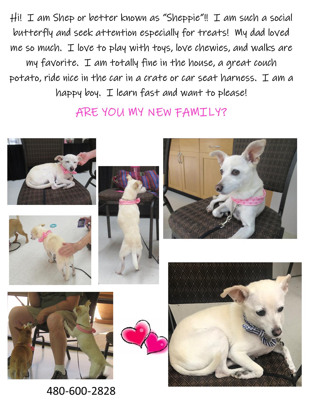 Dog for adoption - Sheppie, a Chihuahua in Tempe, AZ | Petfinder