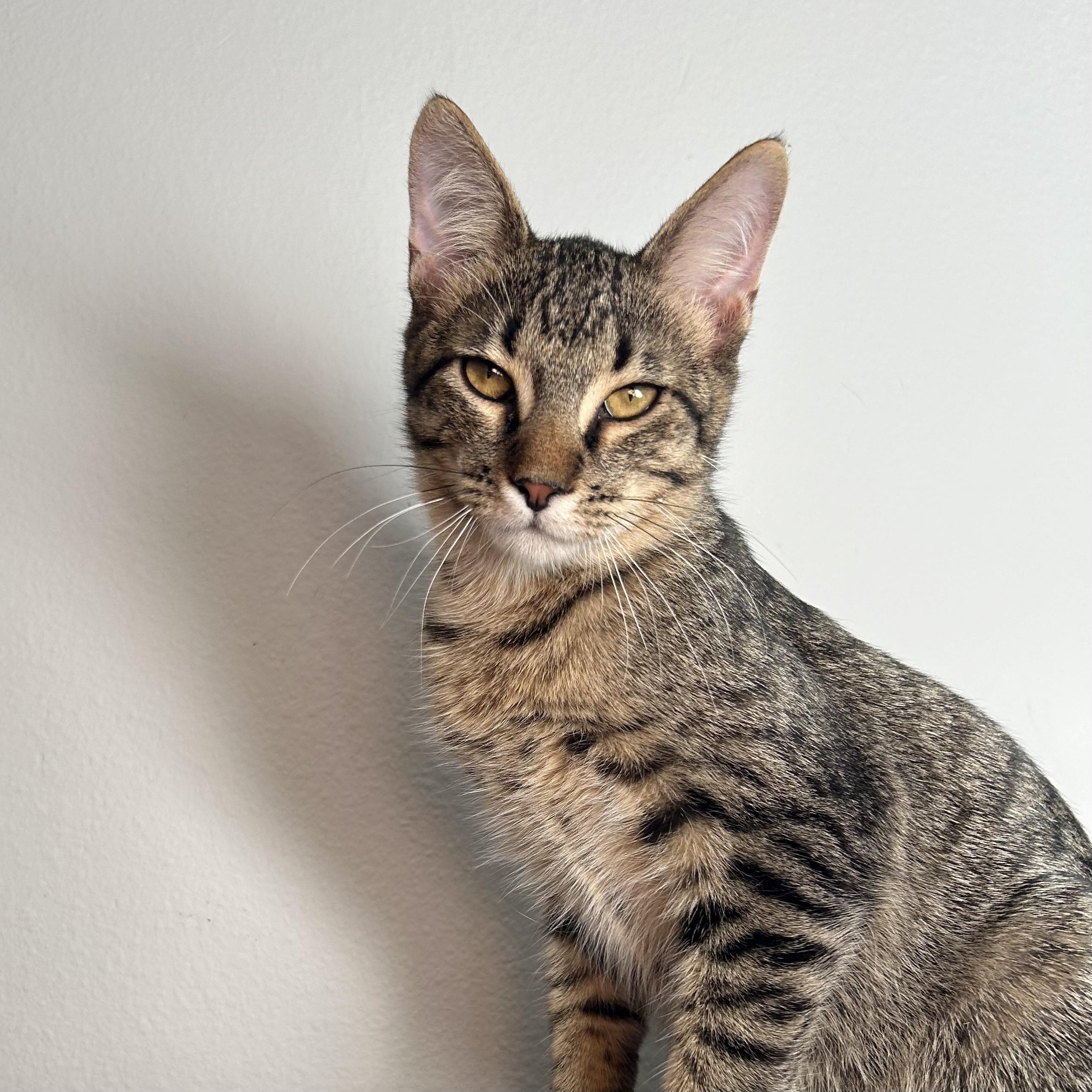 Cat for adoption - Latte, a Domestic Short Hair in Bellevue, WA | Petfinder