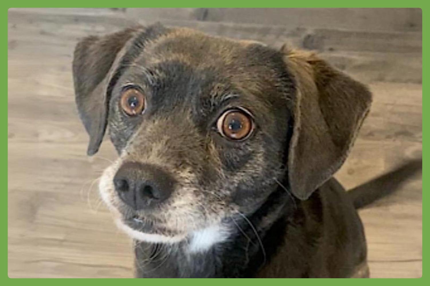 Dog for adoption - Mona, a Beagle & Pug Mix in Philadelphia, PA | Petfinder