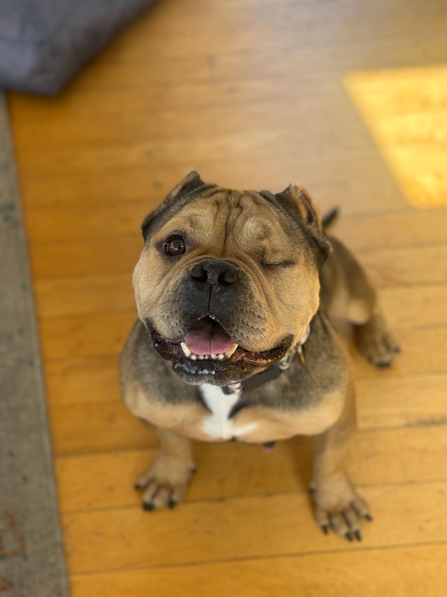 Dog for adoption - Darla, a Bulldog in Redondo beach , CA | Petfinder