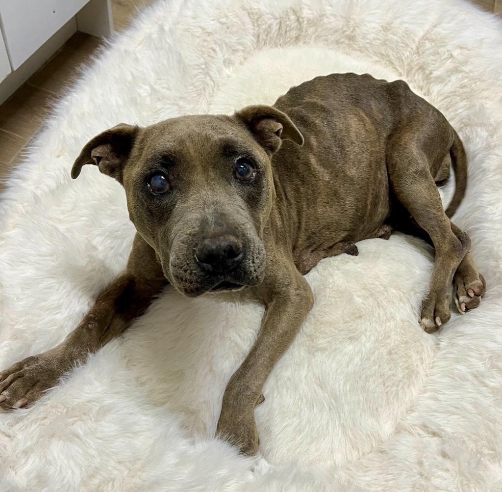 Dog for adoption - Sally, a Mixed Breed in Sidney, BC | Petfinder