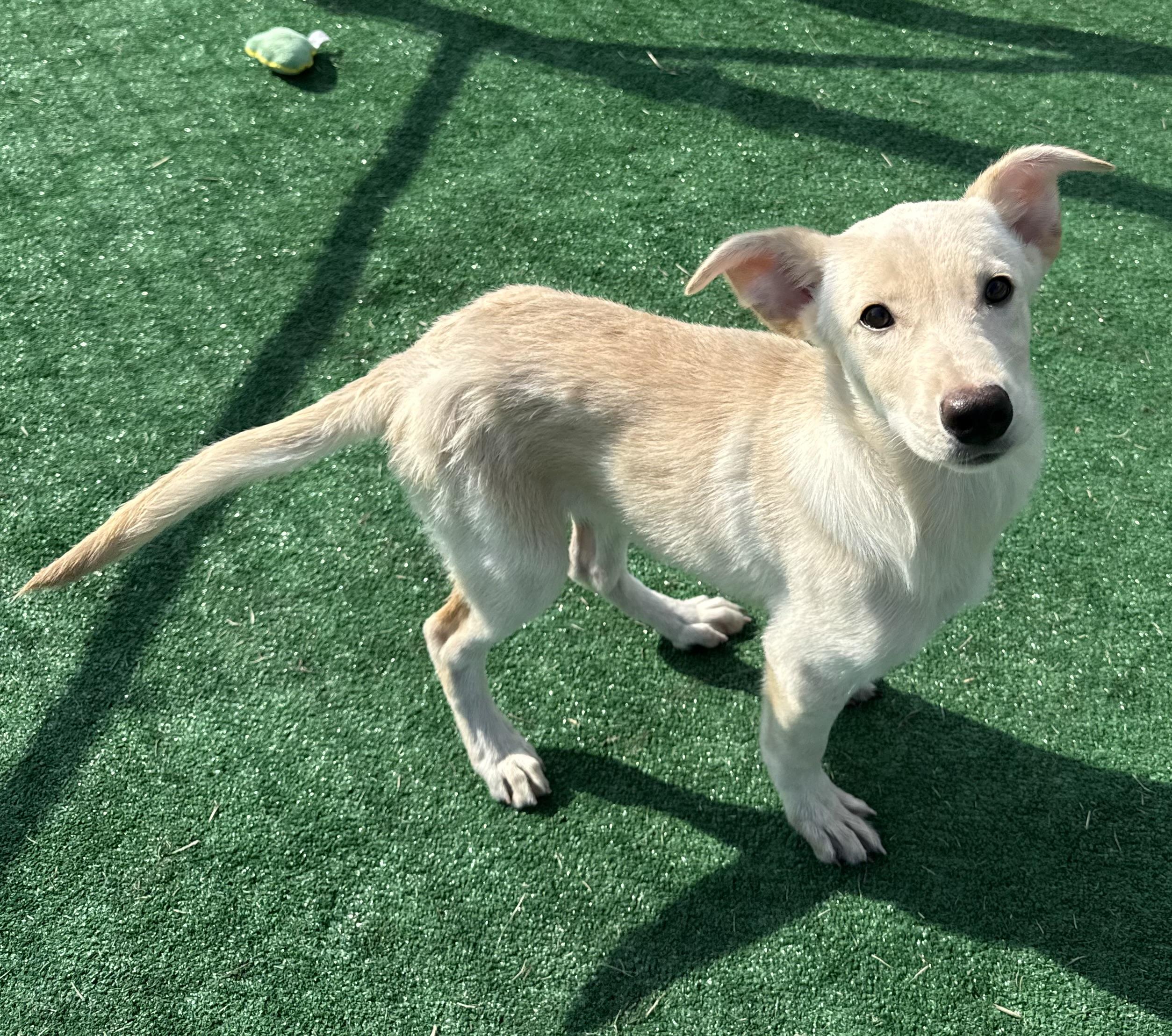 Dog for adoption - Nala, a Yellow Labrador Retriever in Bellingham, WA ...