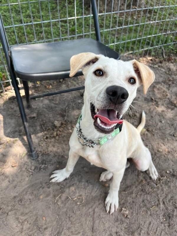 Dog for adoption - Kora the Perfect, a Labrador Retriever Mix in Provo ...