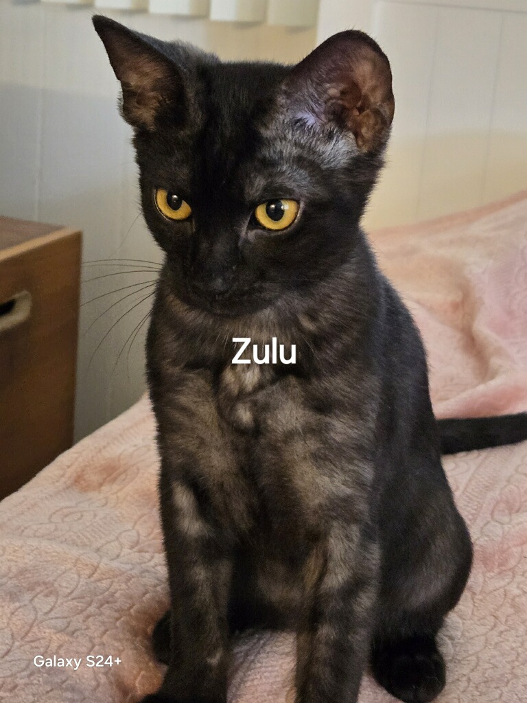 Cat for adoption - Zulu, a Domestic Short Hair in Oakland Park, FL | Petfinder