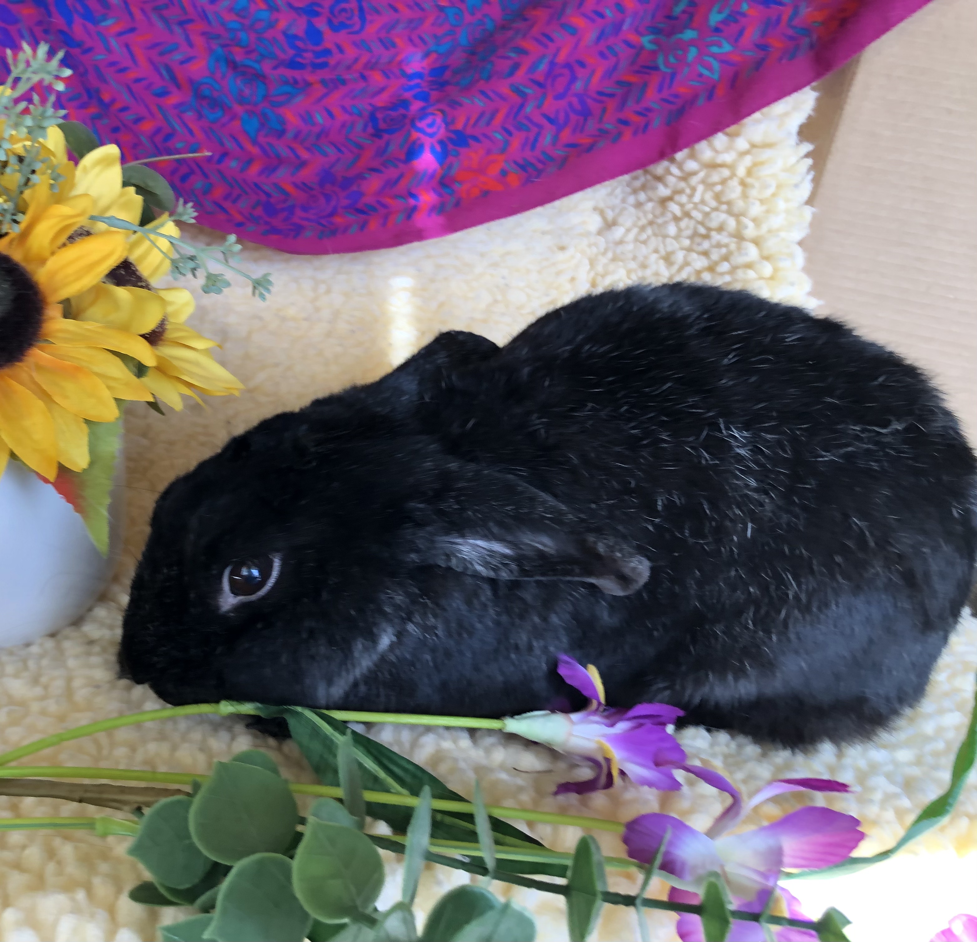 Rabbit for adoption - Samantha, a Bunny Rabbit in Oakland, CA | Petfinder