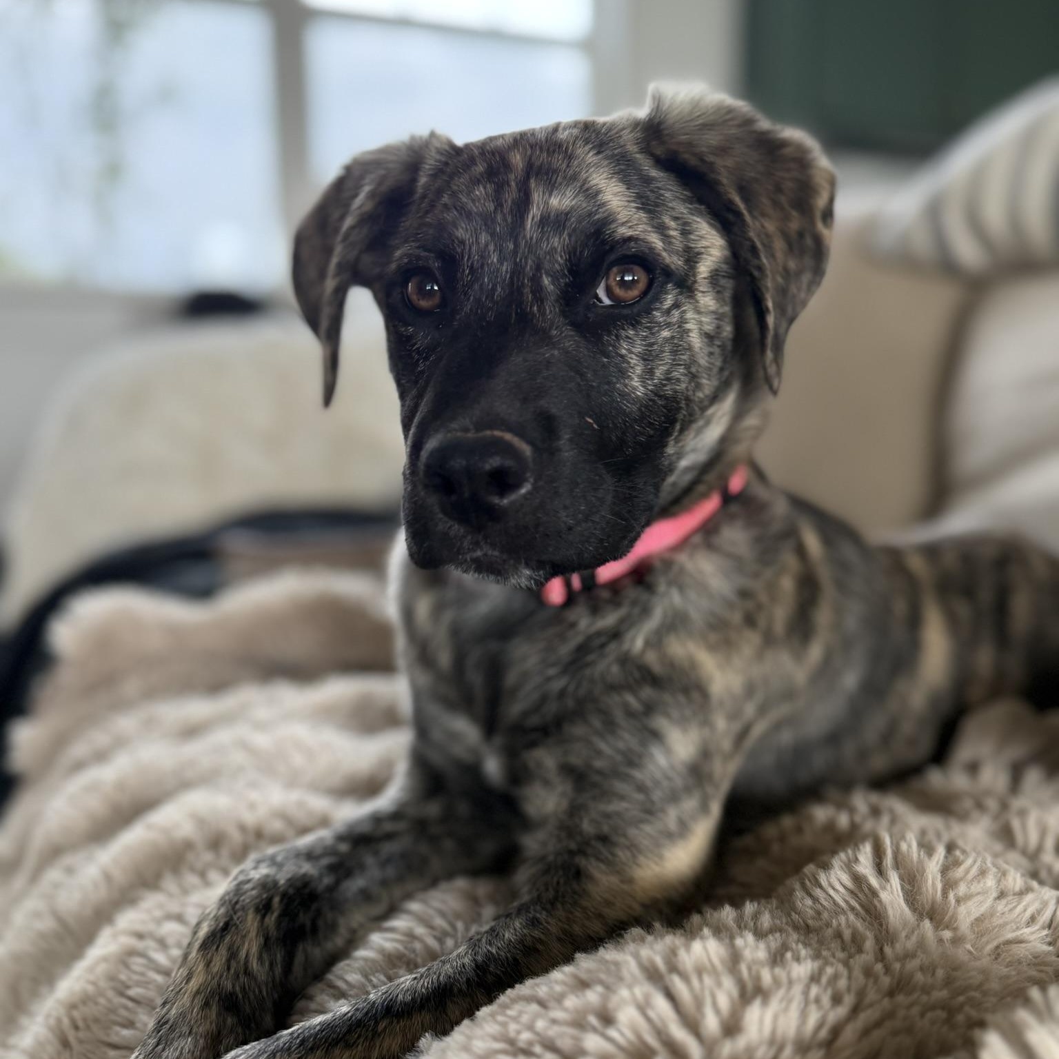 Dog for adoption - Kawi, a Shepherd Mix in Columbia, MD | Petfinder