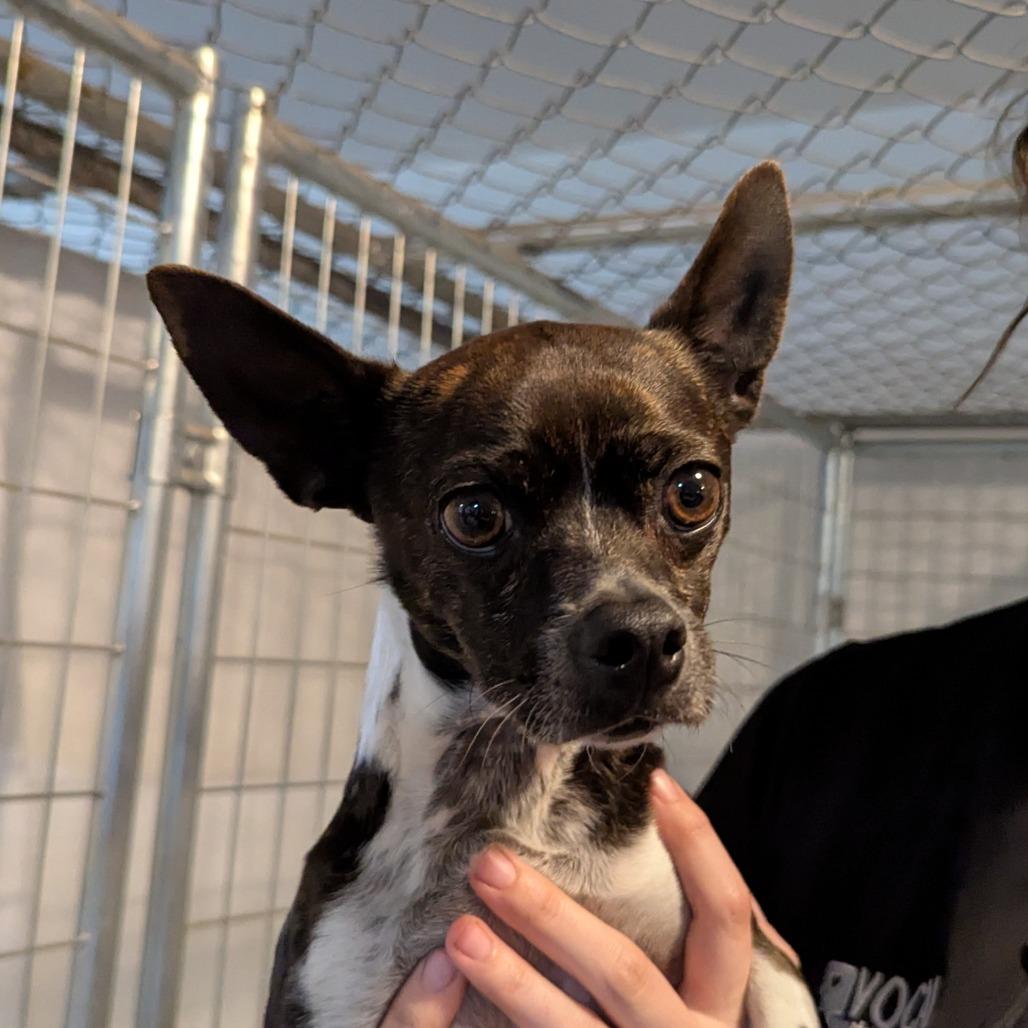 Yulee, FL Animal Shelters & Rescues