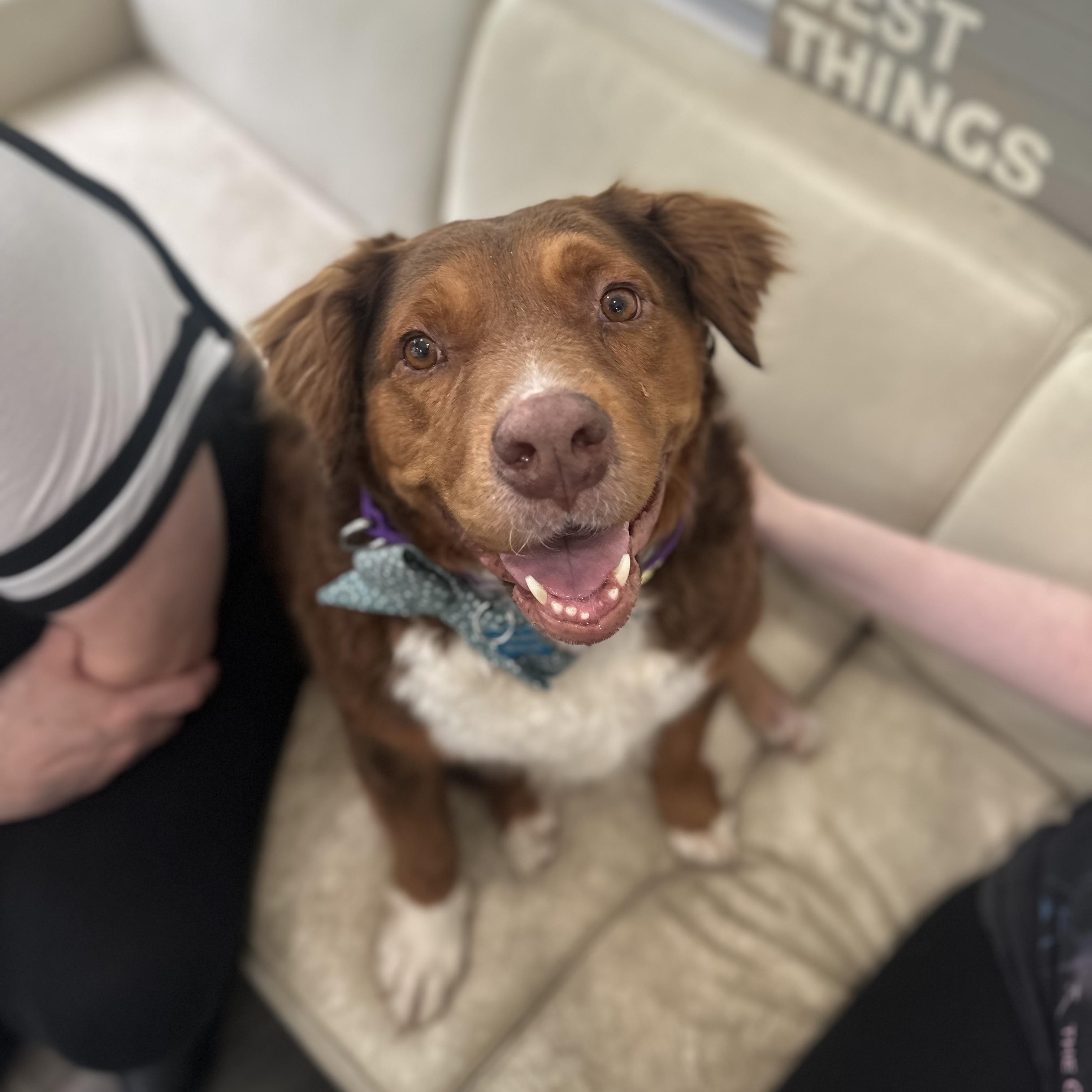 Dog for adoption - Beluga, an Australian Shepherd in Mahwah, NJ | Petfinder