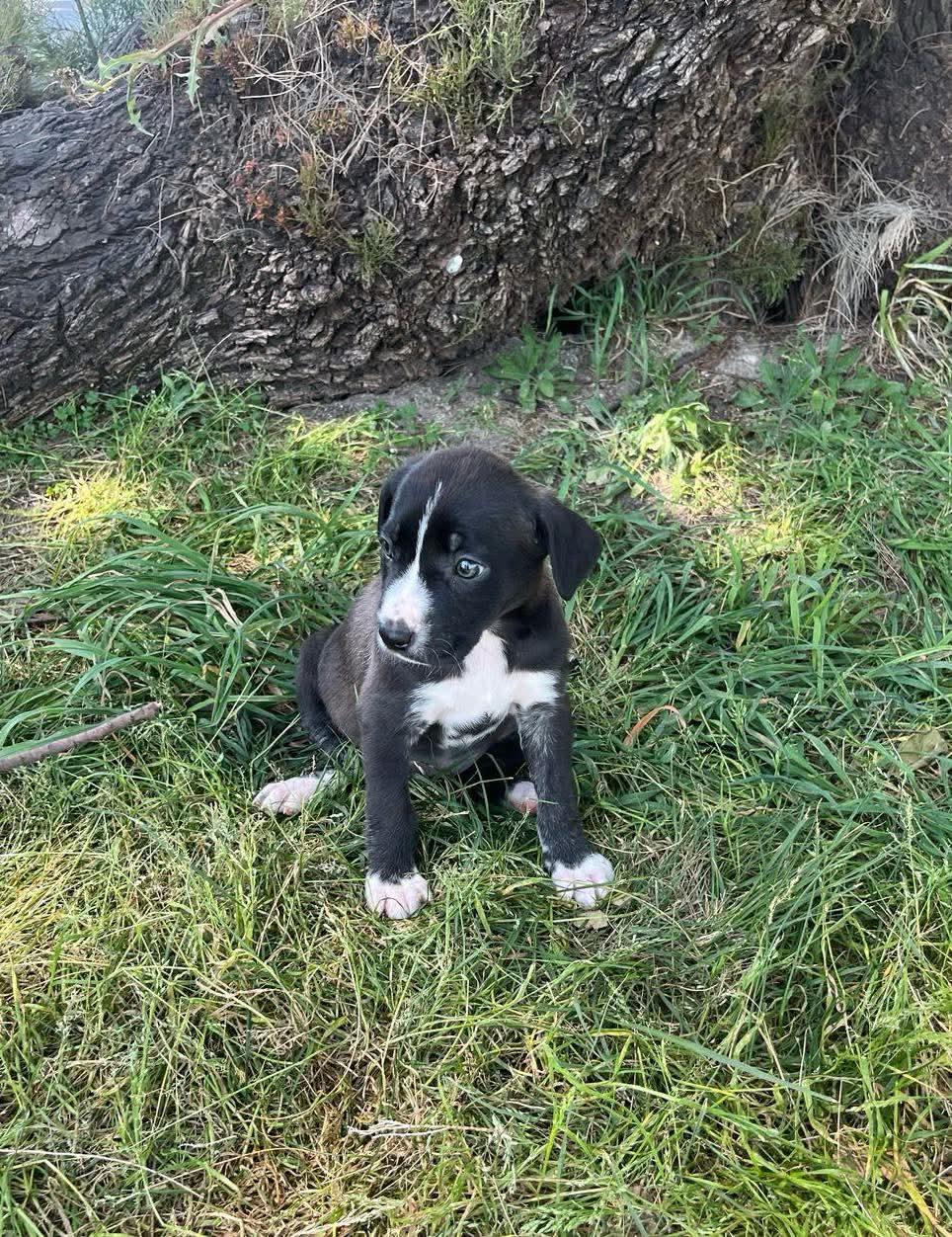 Dog for adoption - Monica, a Mixed Breed in Puyallup, WA | Petfinder