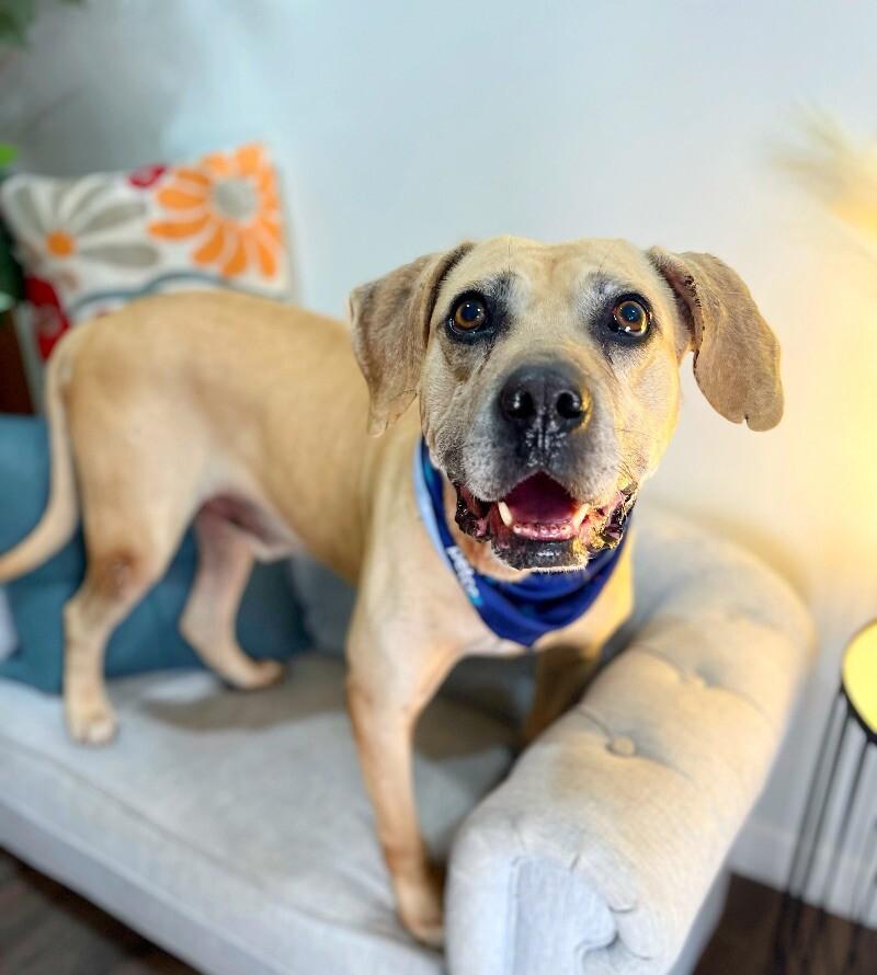 Dog for adoption - Snoopy Pookie Loves Kids, a Pit Bull Terrier ...