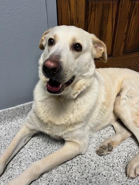 Dog for adoption - Ripley AKA Max, a Shepherd & Labrador Retriever Mix ...