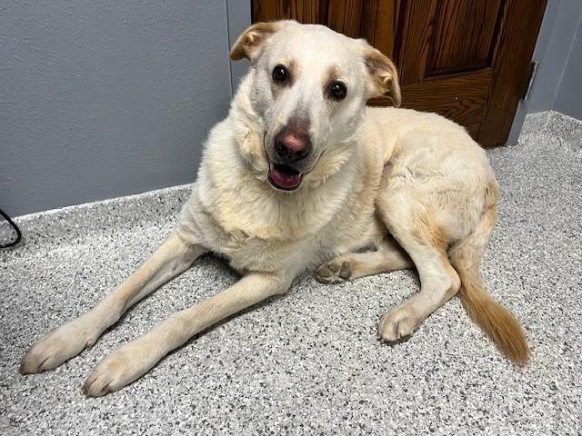 Dog for adoption - Ripley AKA Max, a Shepherd & Labrador Retriever Mix ...